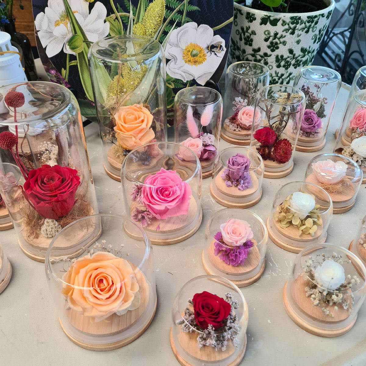 Preserved Roses – Blanc Flowers